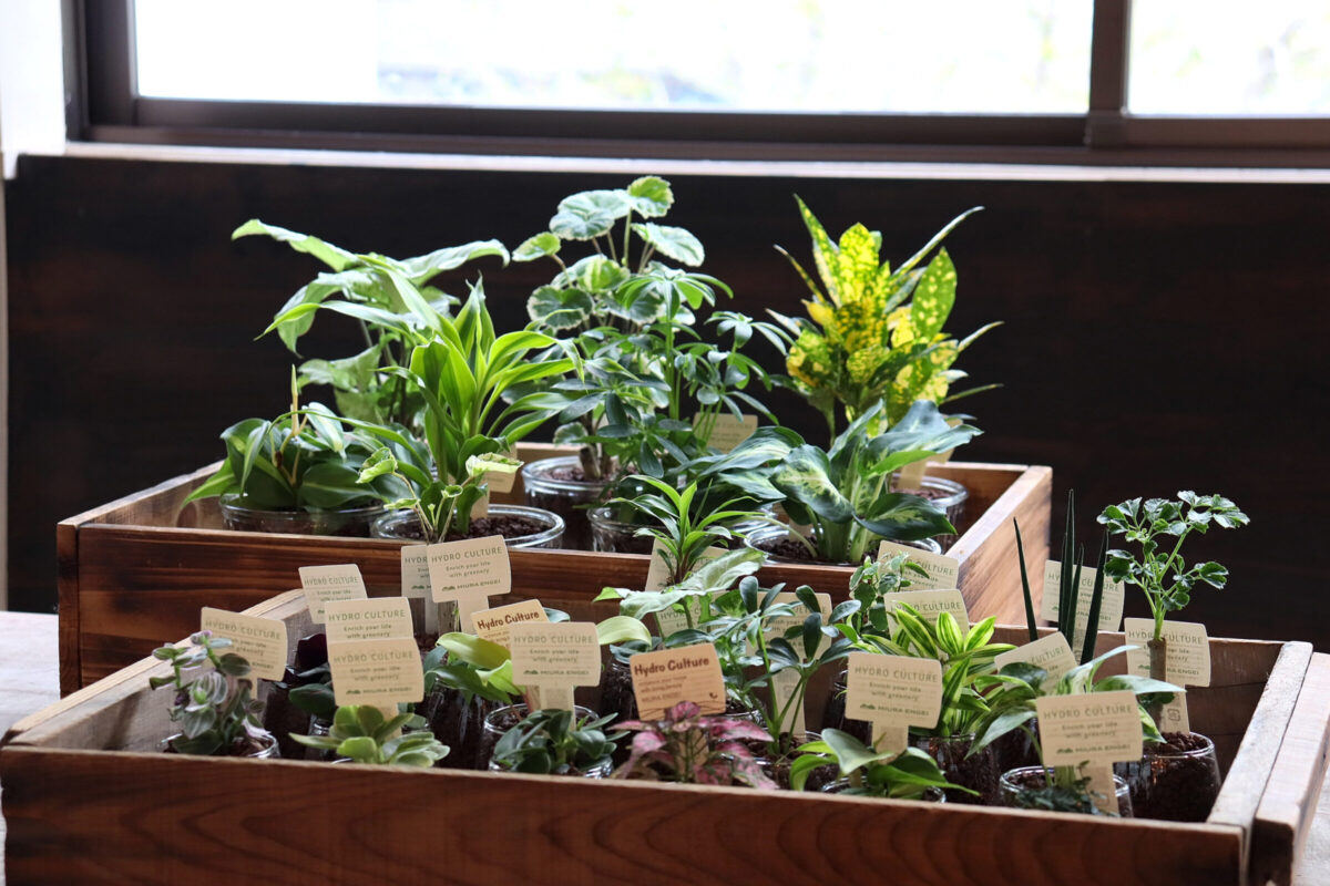 三浦園芸さんのハイドロカルチャー | CONNETTA コネッタ 暮らしの雑貨店 名古屋市西区