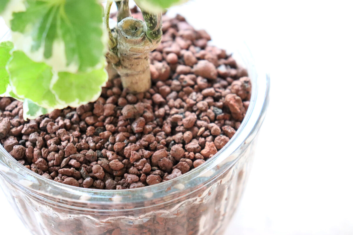 三浦園芸さんのハイドロカルチャー | CONNETTA コネッタ 暮らしの雑貨店 名古屋市西区